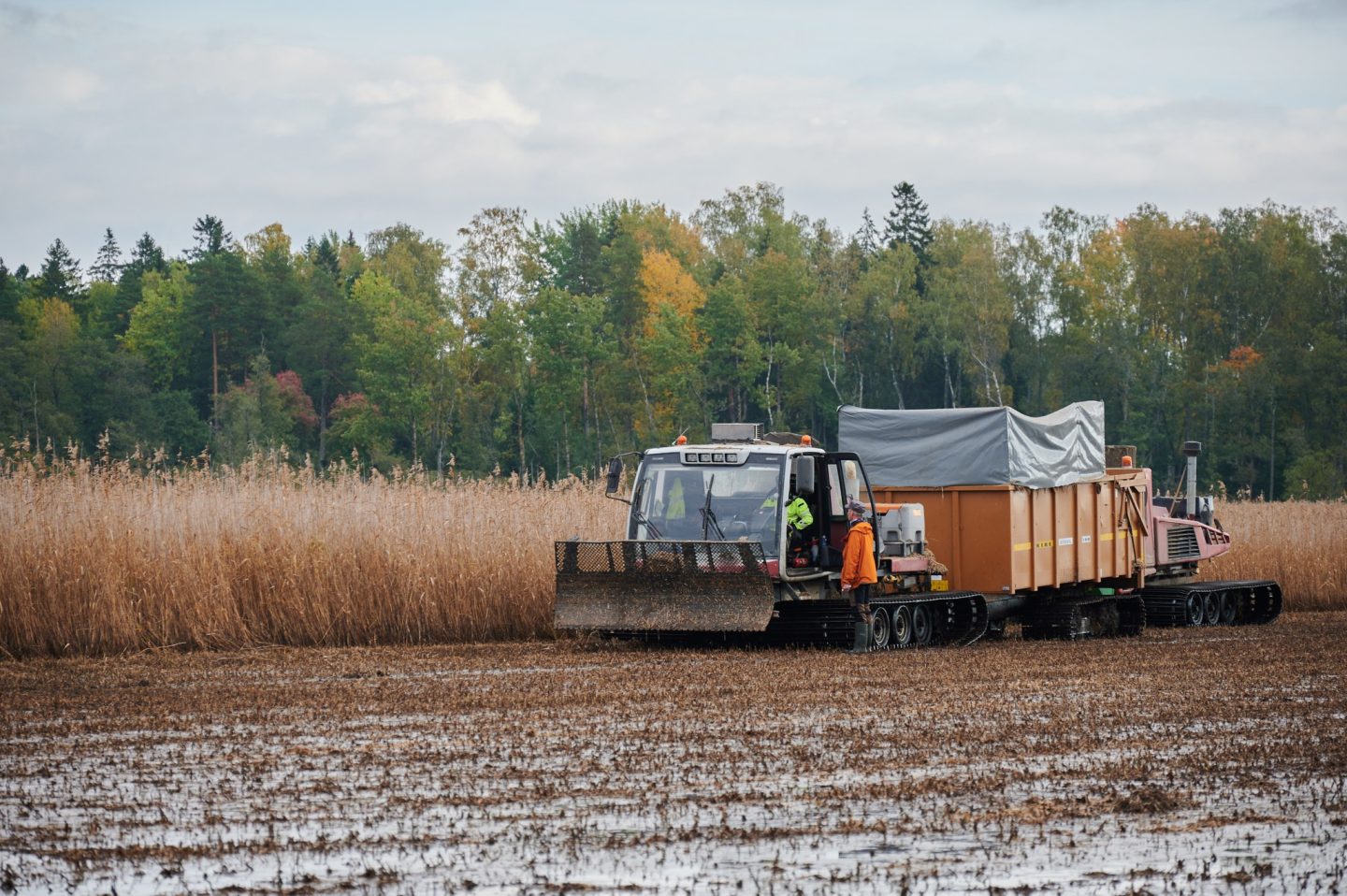 Coastal Reed Project - John Nurminen Foundation
