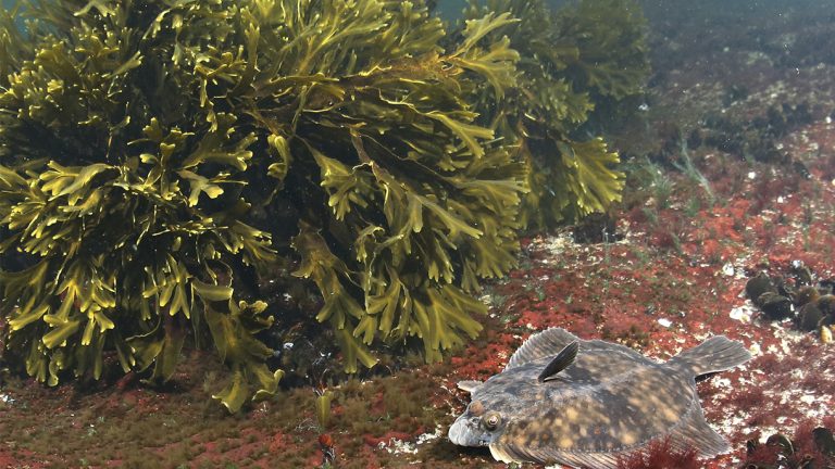 The Baltic Sea - key facts and protection - John Nurminen Foundation